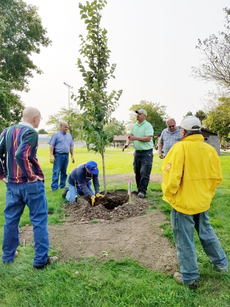 Ash tree replacement effort launched in county - The Beacon