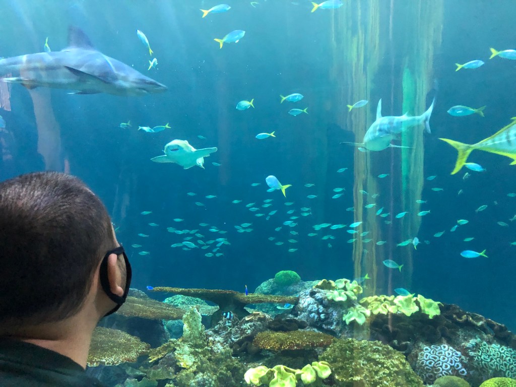 Sea otters and dolphins help fill gaps in my time - The Beacon