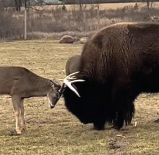 Park features Benny the bison and 22 deer - all with names - The Beacon